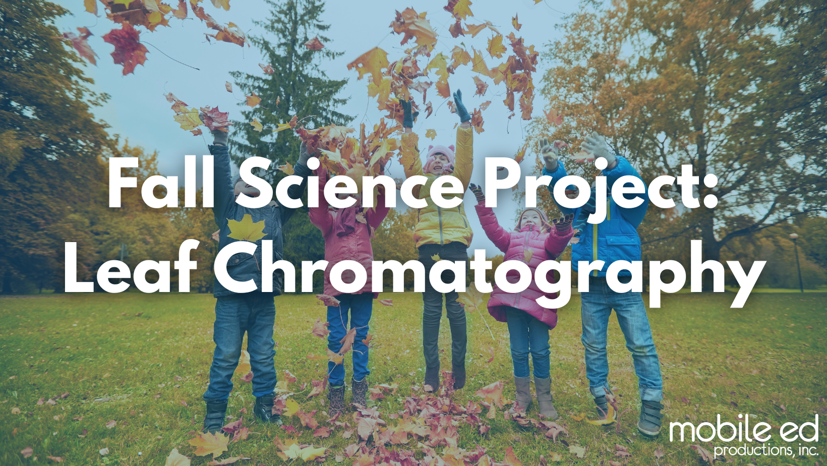 Fall Science Project: Leaf Chromatography
