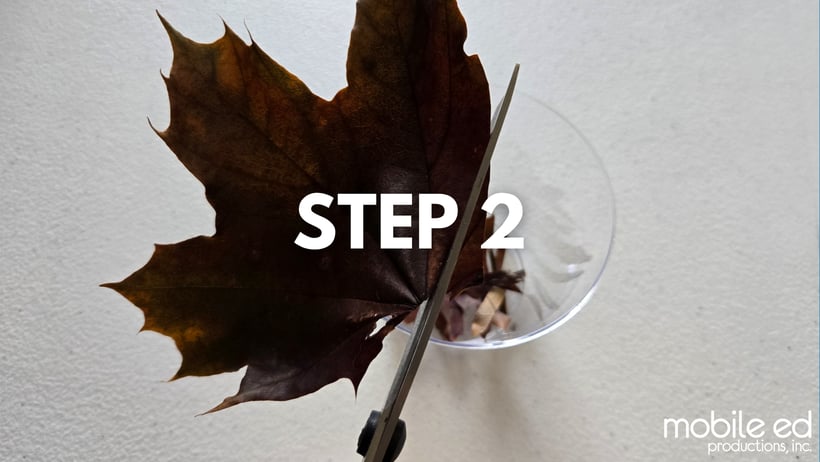 Fall Science Project: Leaf Chromatography