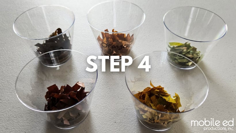 Fall Science Project: Leaf Chromatography