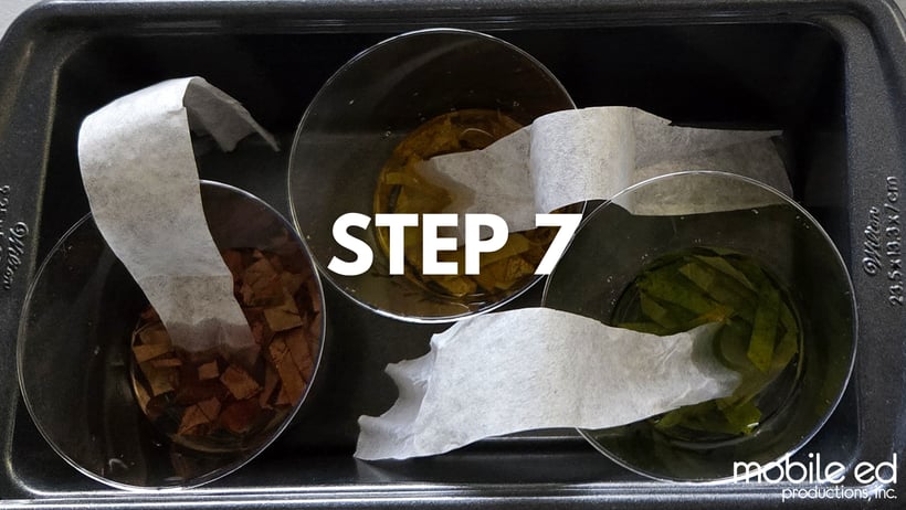 Fall Science Project: Leaf Chromatography